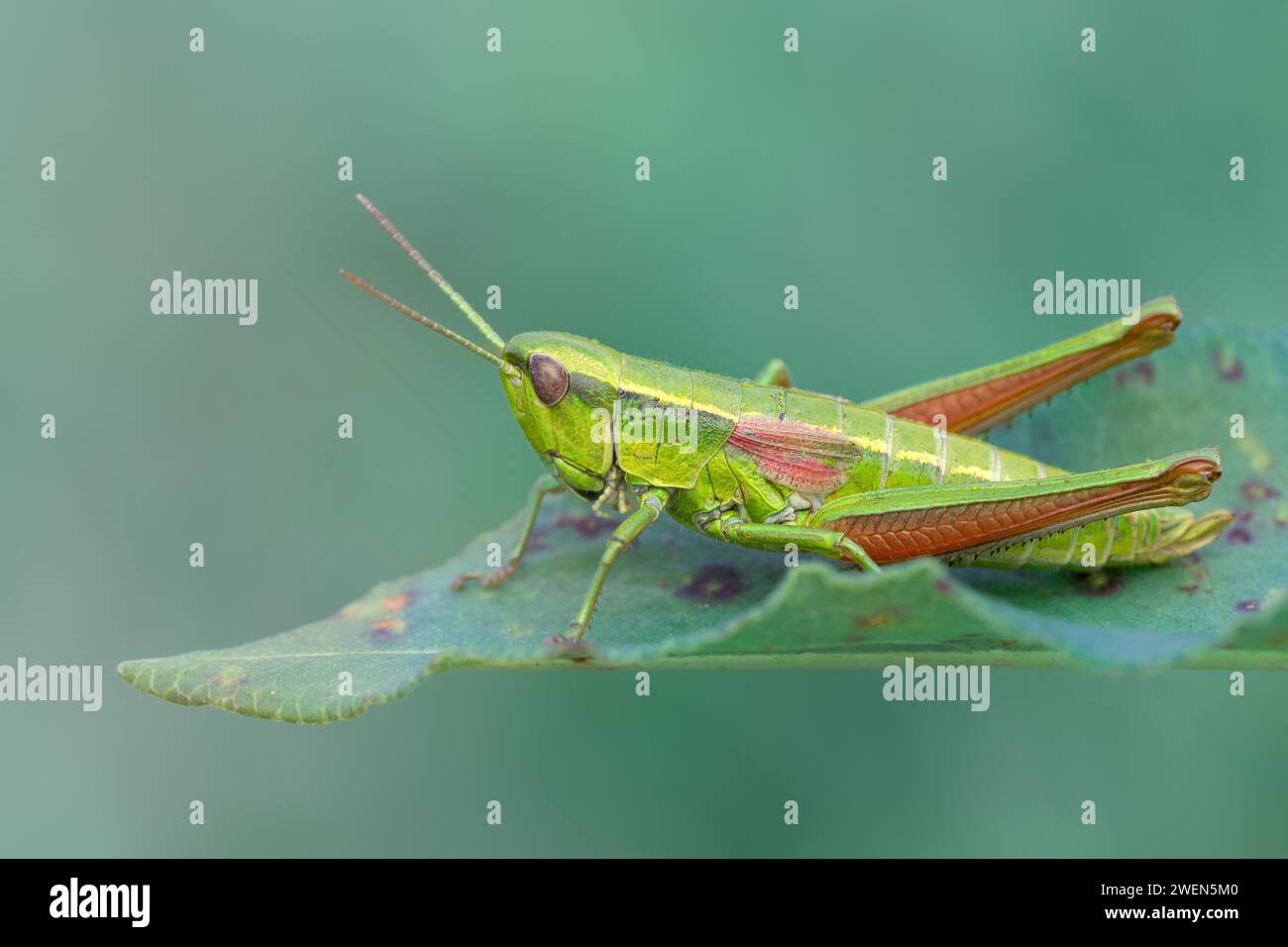 Close-up of a small gold grasshopper (Euthystira brachyptera ). Natural ...