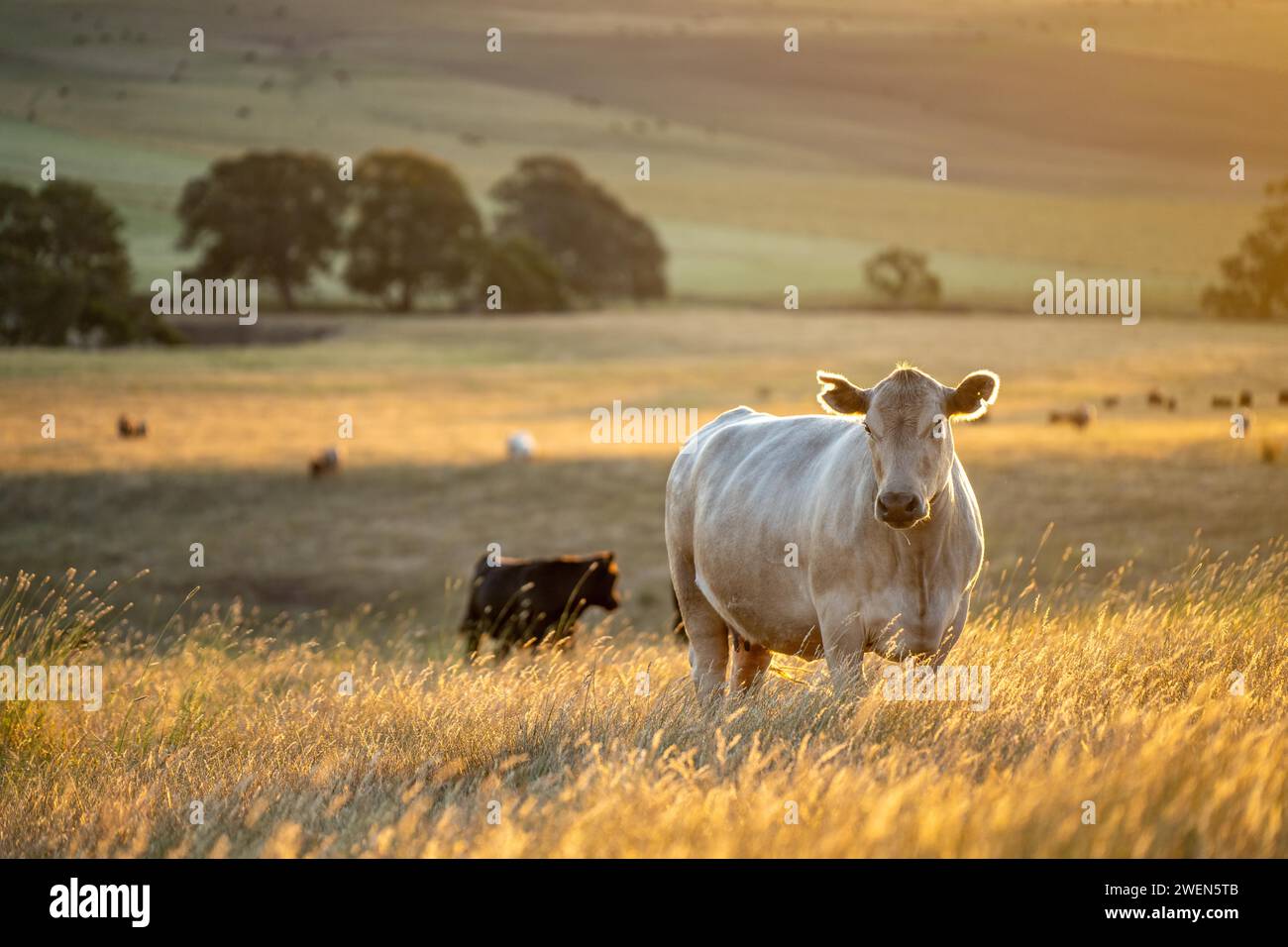 Stud Angus cows in a field free range beef cattle on a farm. Portrait ...