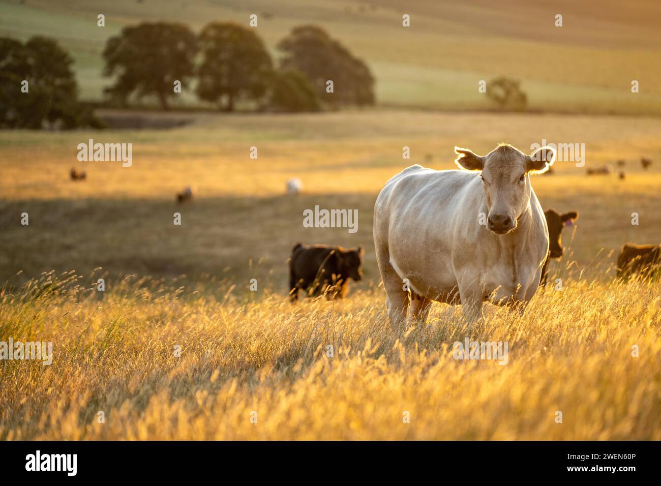 stud wagyu cows and bull in a sustainable agriculture field in summer ...