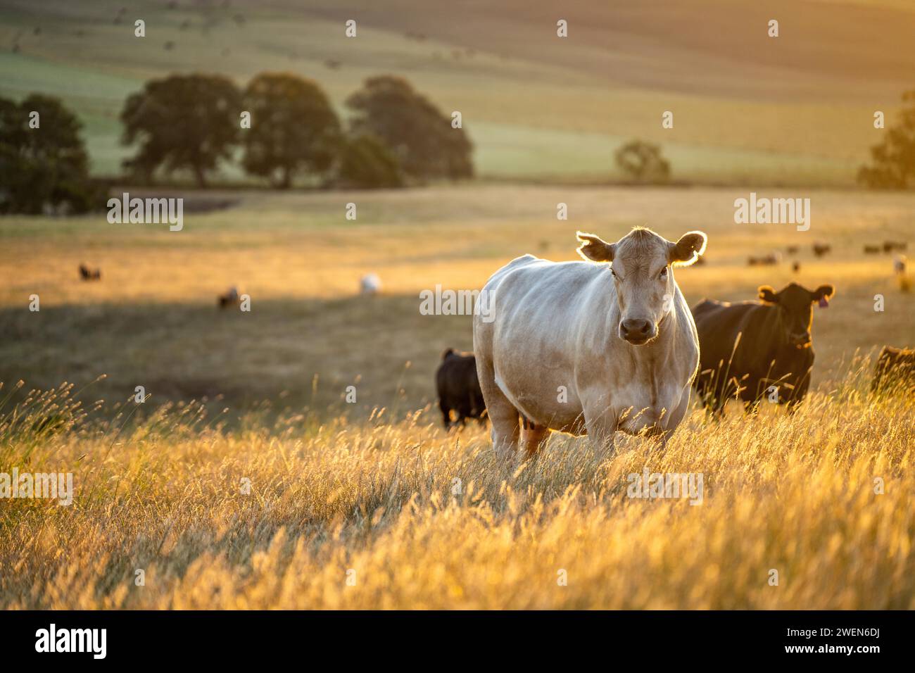 Stud Angus cows in a field free range beef cattle on a farm. Portrait ...