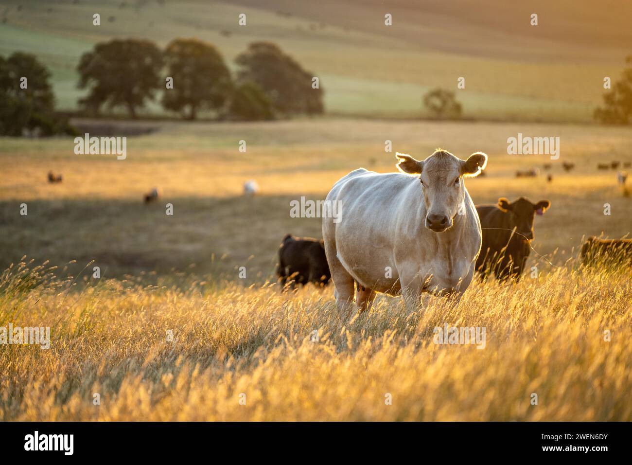 beautiful cows on a farm, beef cattle production in a hot summer, Stud ...