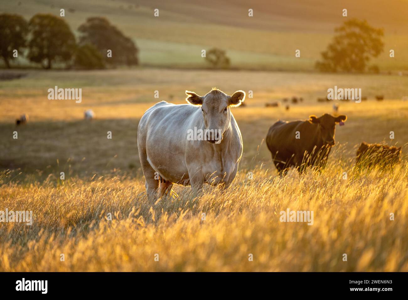 beautiful cows on a farm, beef cattle production in a hot summer, Stud ...