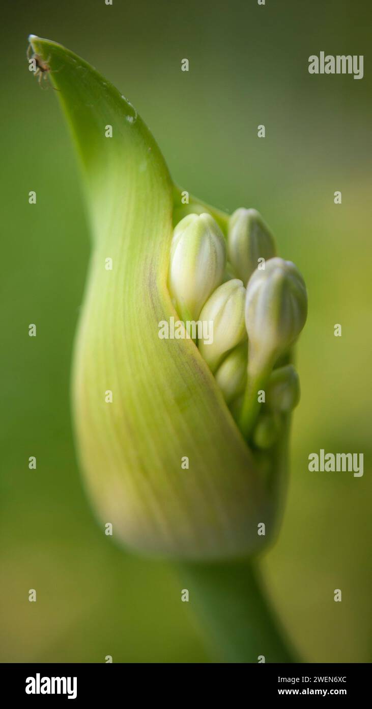 Sheath plant hi-res stock photography and images - Alamy