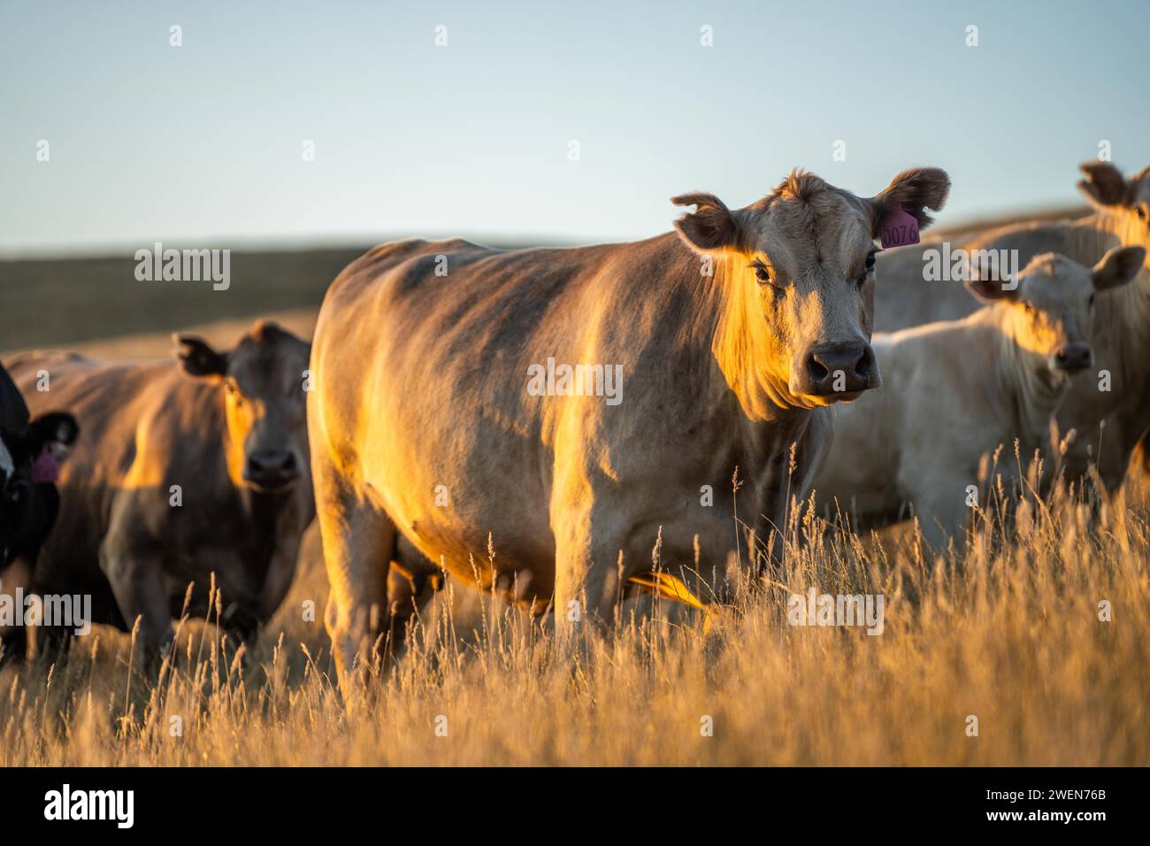 stud wagyu cows and bull in a sustainable agriculture field in summer ...