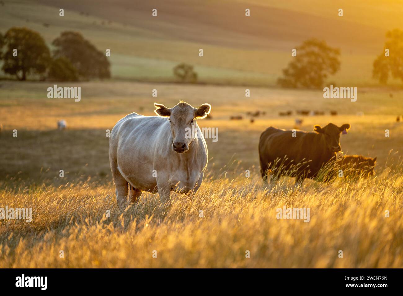 Stud Angus cows in a field free range beef cattle on a farm. Portrait ...