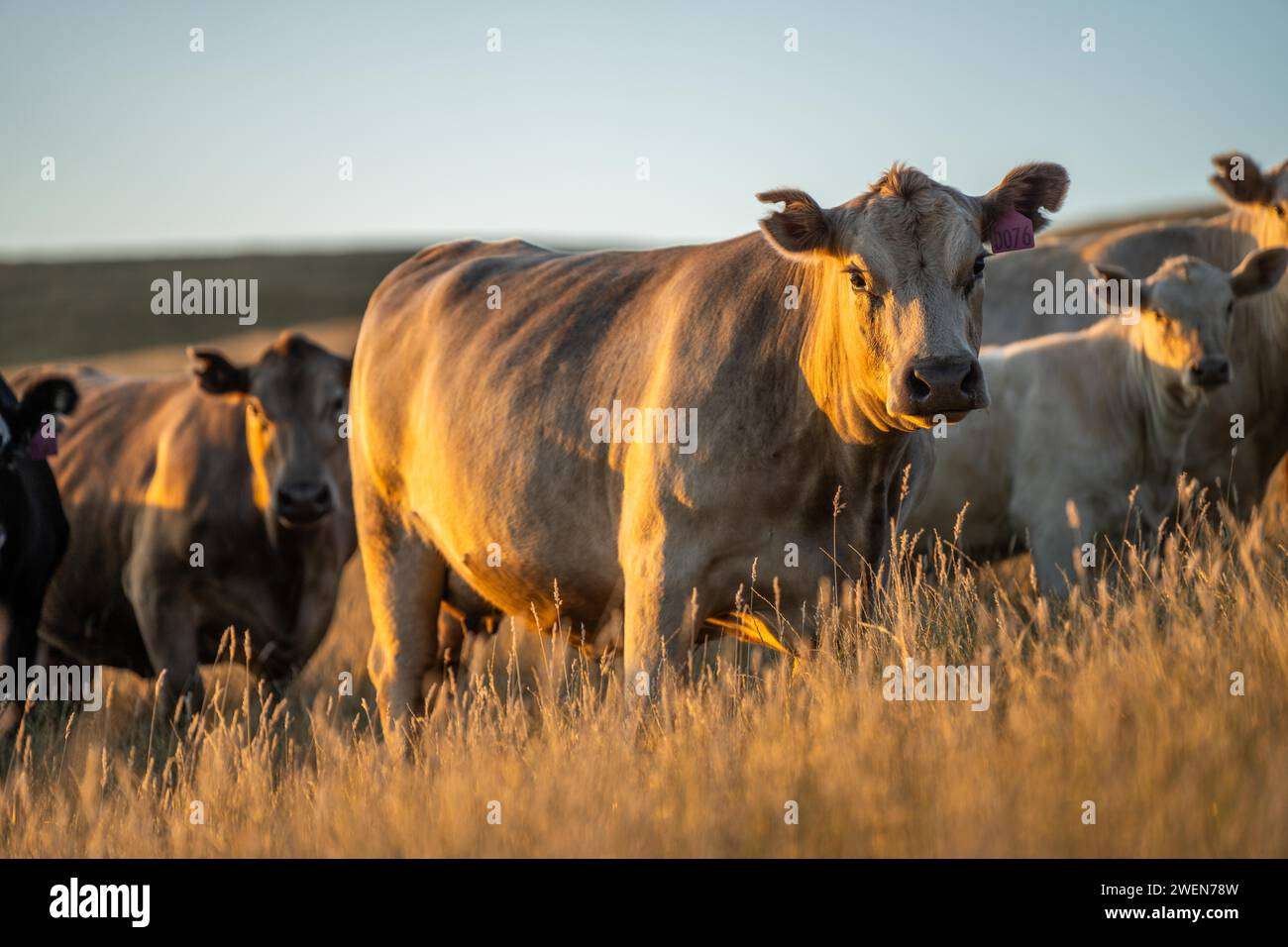 holistic farming of Angus, wagyu, and Murray Grey Cows eating long ...