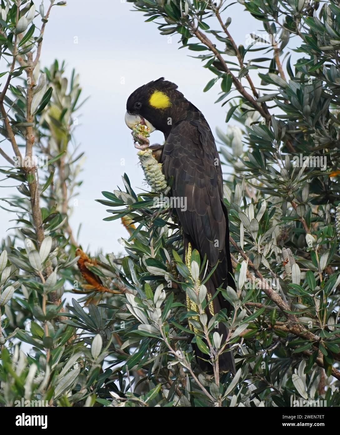 Yellow tailed black cockatoo sitting on a Coastal Banksia tree eating a ...