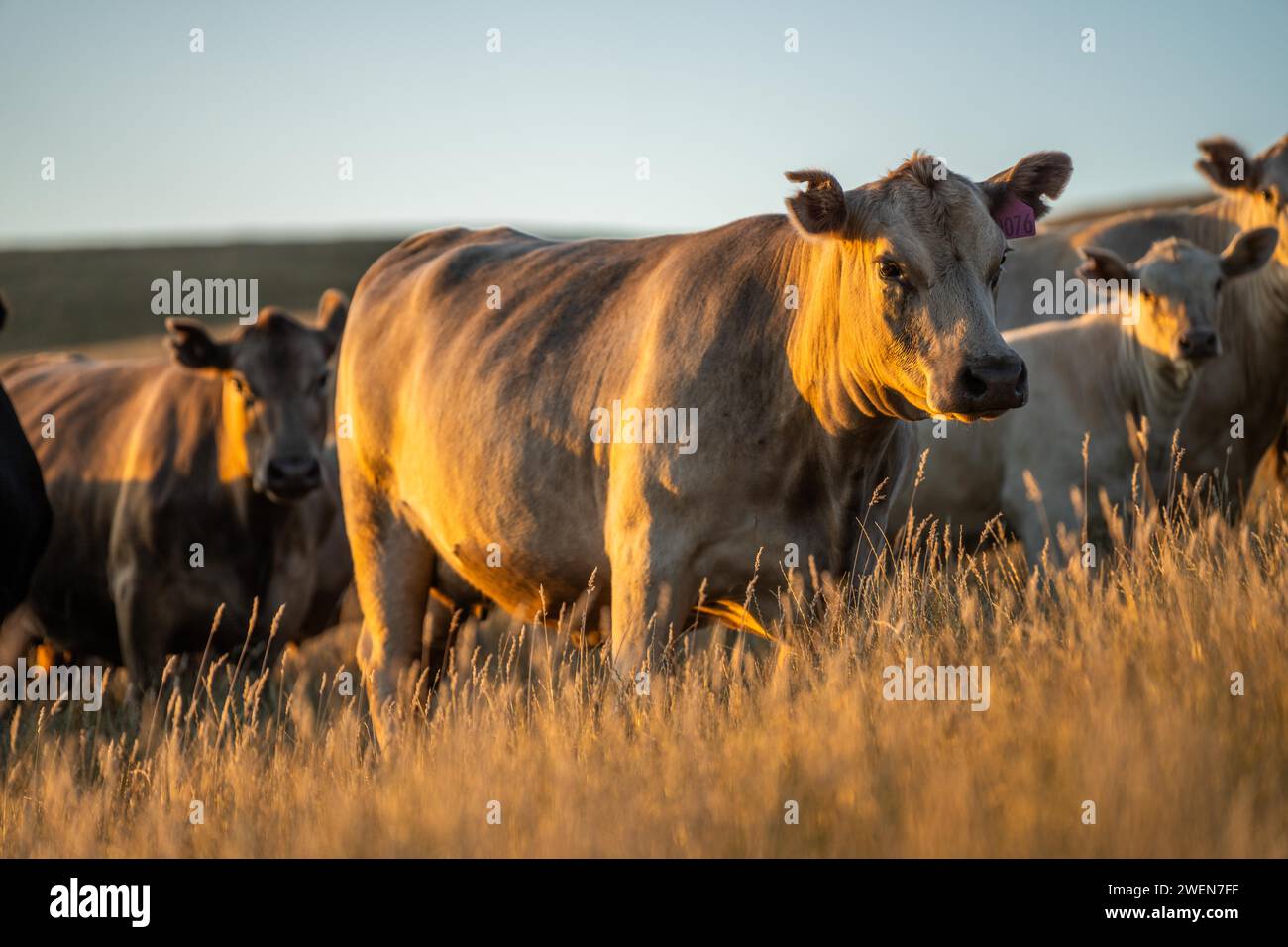 Stud Angus cows in a field free range beef cattle on a farm. Portrait ...