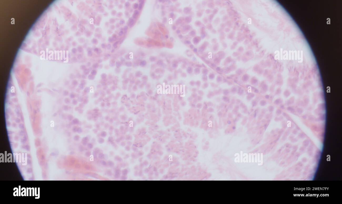 virus structure under a microscope Stock Photo - Alamy