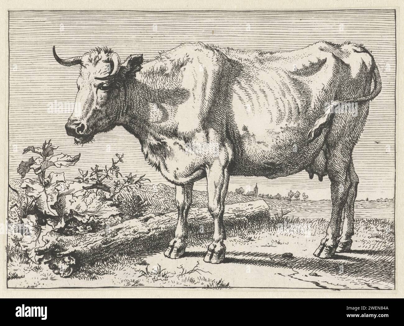 Cow with twisted Hoorn, Paulus Potter, 1650 print paper etching cow ...
