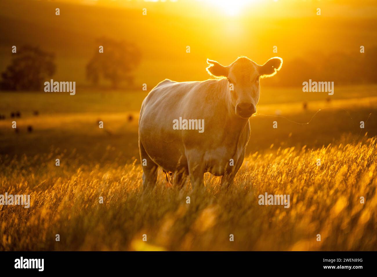 stud wagyu cows and bull in a sustainable agriculture field in summer ...