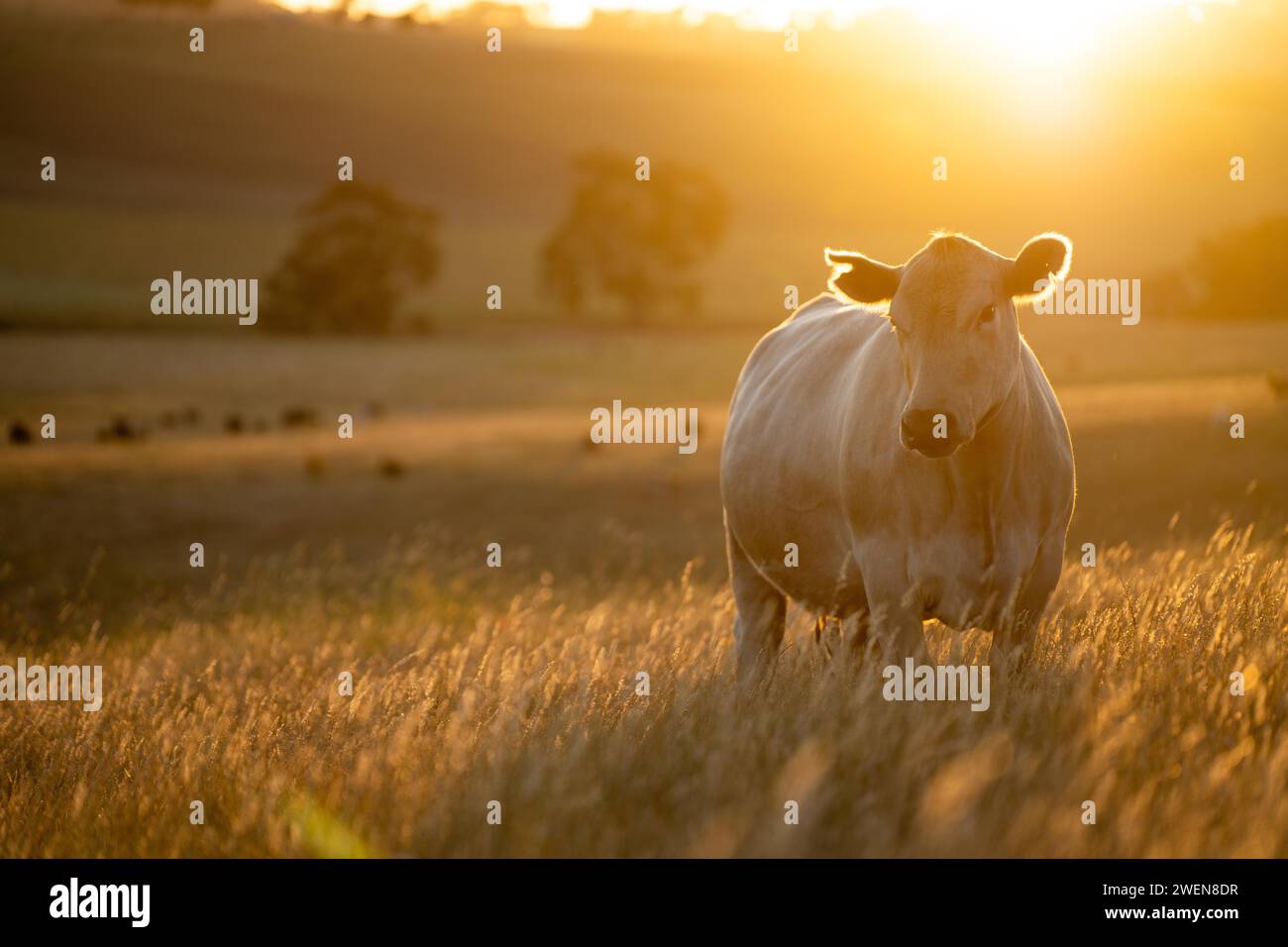 Australian beef cattle breed cow hi-res stock photography and images ...