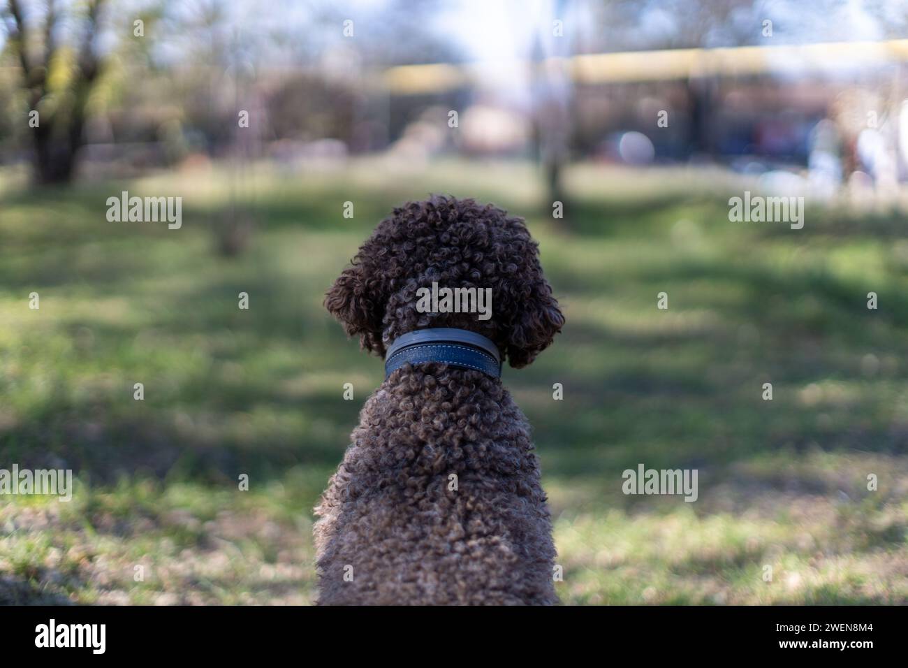 dog looking at the distance Stock Photo - Alamy