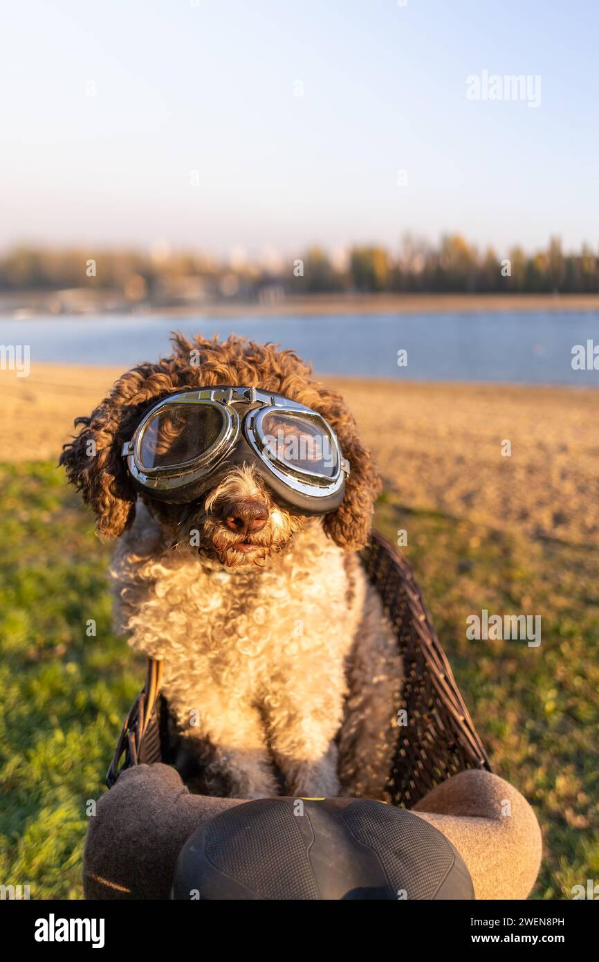 dog with goggles in bicycle transport basket Stock Photo - Alamy