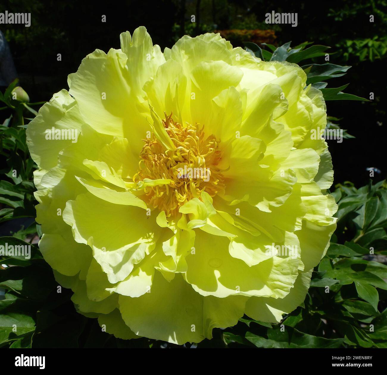 Yellow tree peony hi-res stock photography and images - Alamy