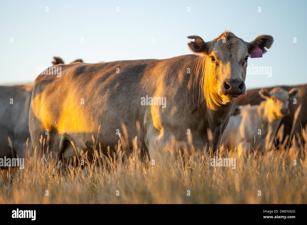 beautiful cows on a farm, beef cattle production in a hot summer, Stud ...
