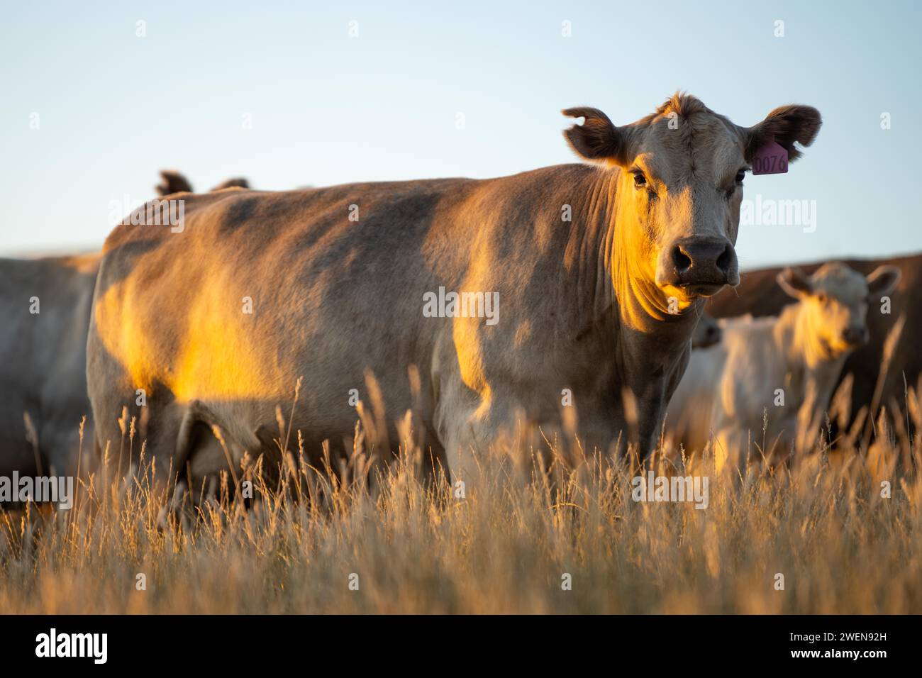 stud wagyu cows and bull in a sustainable agriculture field in summer ...
