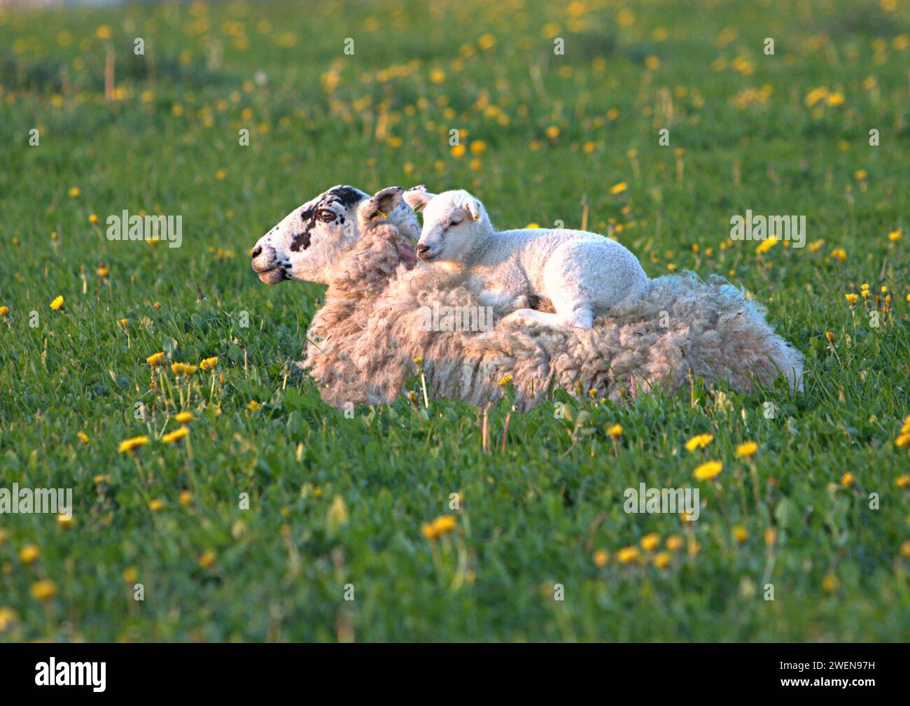 Lamb on its back hi-res stock photography and images - Alamy