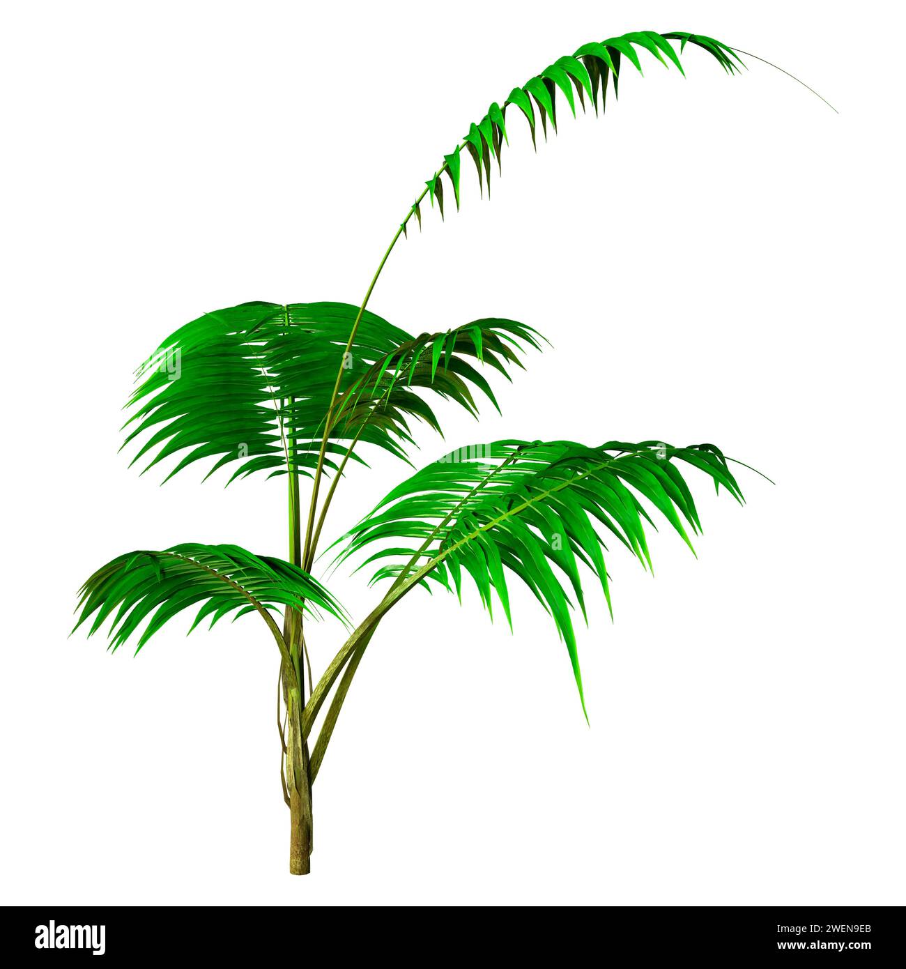 3D rendering of a green kentia palm tree or sentry palm or paradise ...
