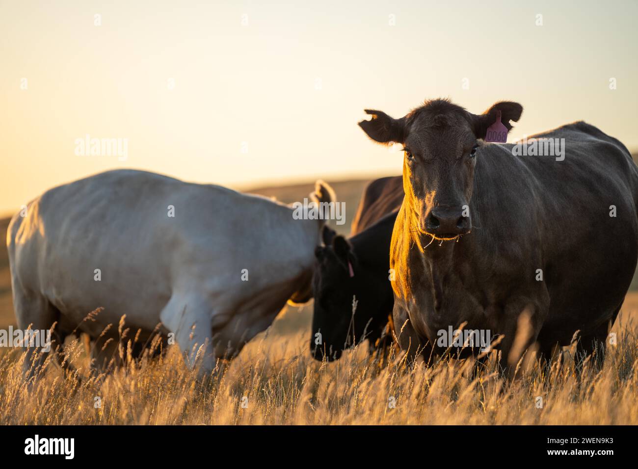 Stud Angus cows in a field free range beef cattle on a farm. Portrait ...