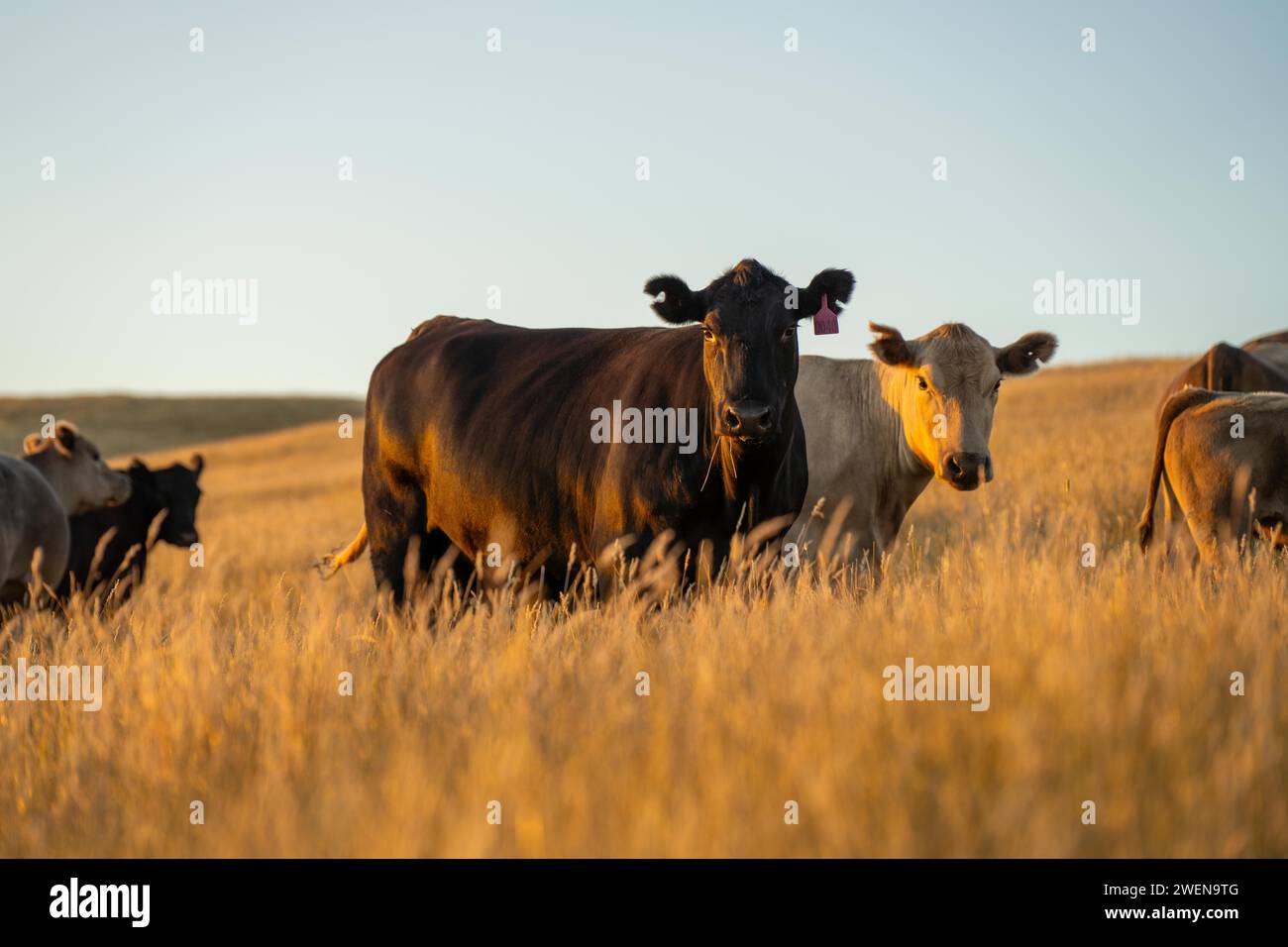 Stud Angus cows in a field free range beef cattle on a farm. Portrait ...
