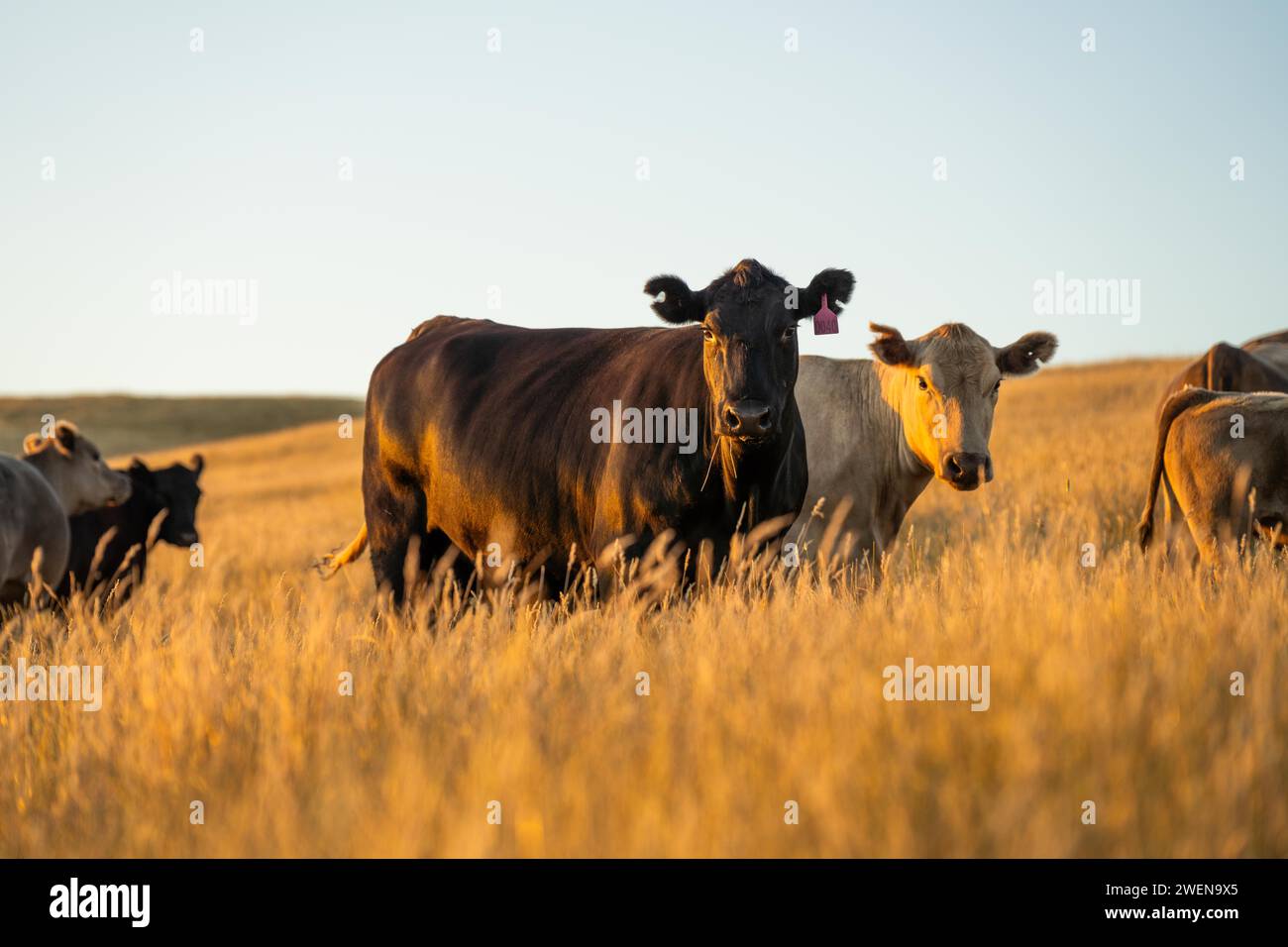 beautiful cows on a farm, beef cattle production in a hot summer, Stud ...