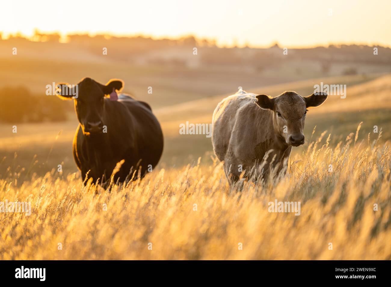 Regenerative Stud Angus, wagyu, Murray grey, Dairy and beef Cows and ...