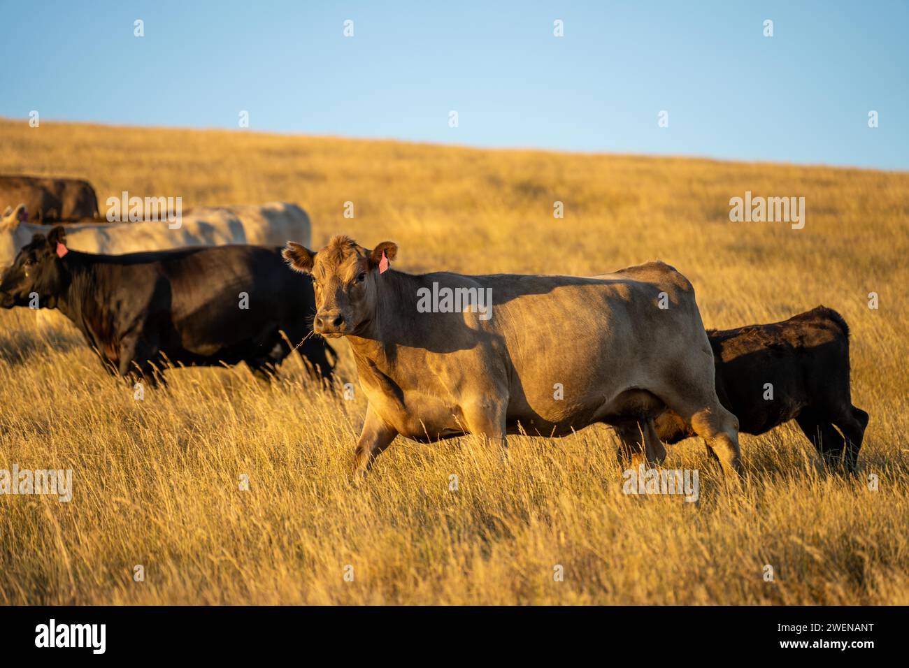 holistic farming of Angus, wagyu, and Murray Grey Cows eating long ...