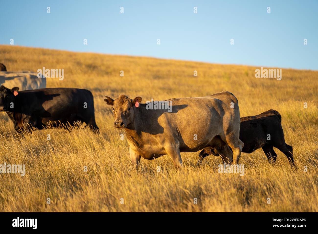 stud wagyu cows and bull in a sustainable agriculture field in summer ...