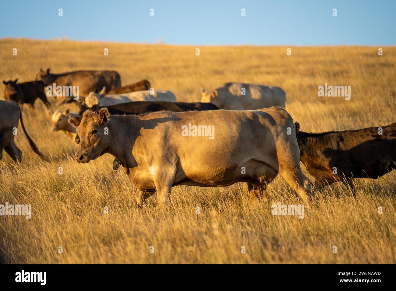 beautiful cows on a farm, beef cattle production in a hot summer, Stud ...