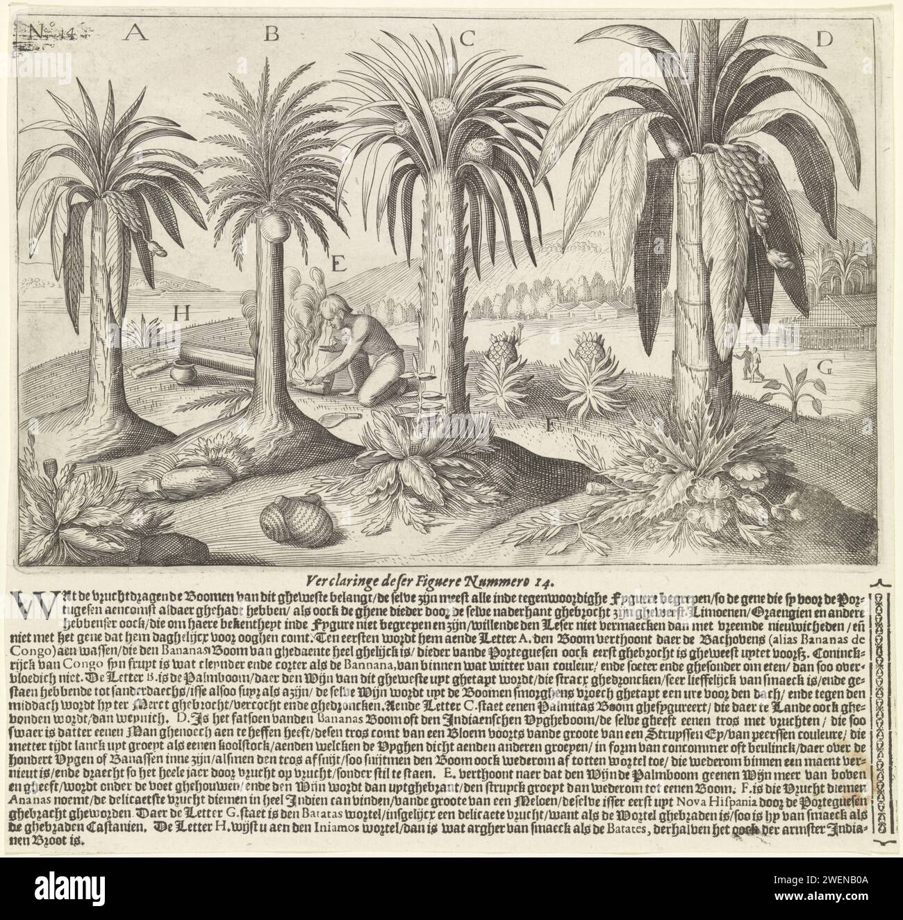 Palm trees and fruit trees on the Gold Coast, Johann Theodor de Bry ...