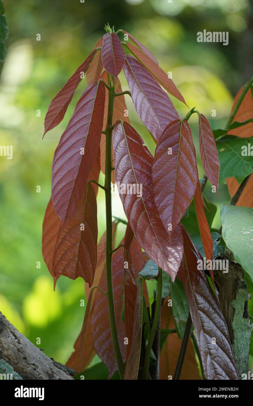 Cocoa tree theobroma cacao leaves hi-res stock photography and images ...