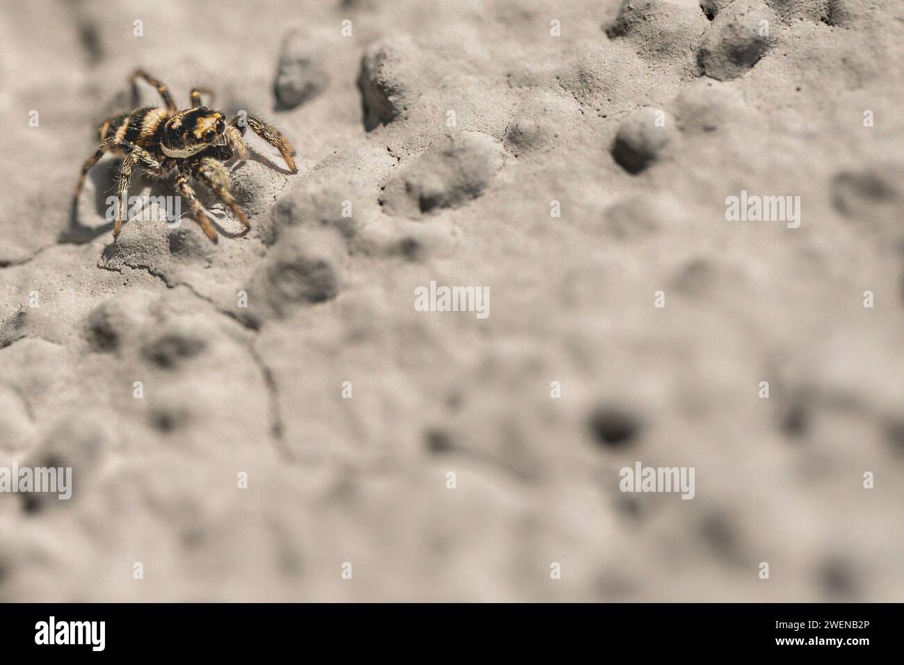 Springspinne an Wand Stock Photo - Alamy