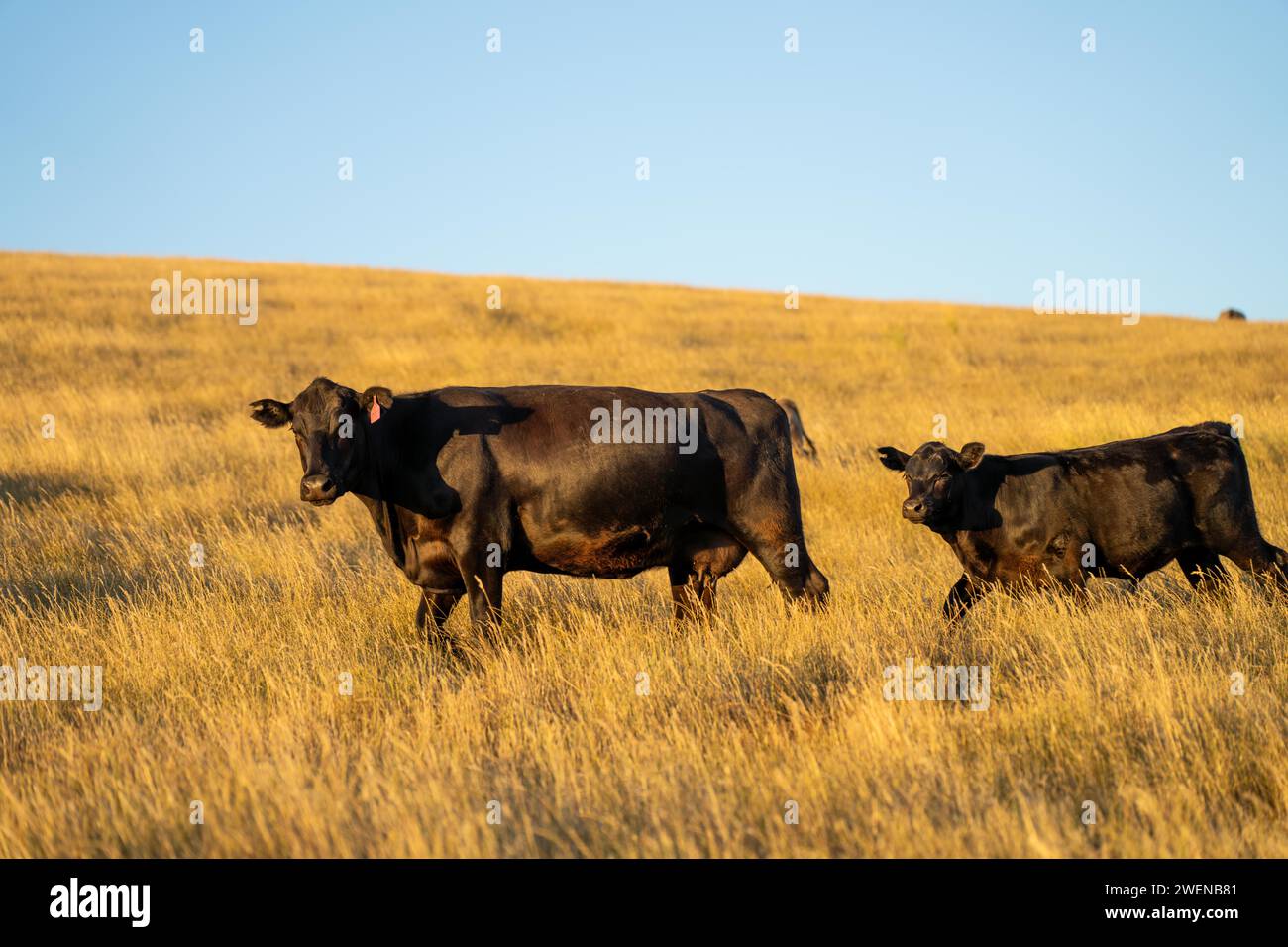 Stud Angus cows in a field free range beef cattle on a farm. Portrait ...