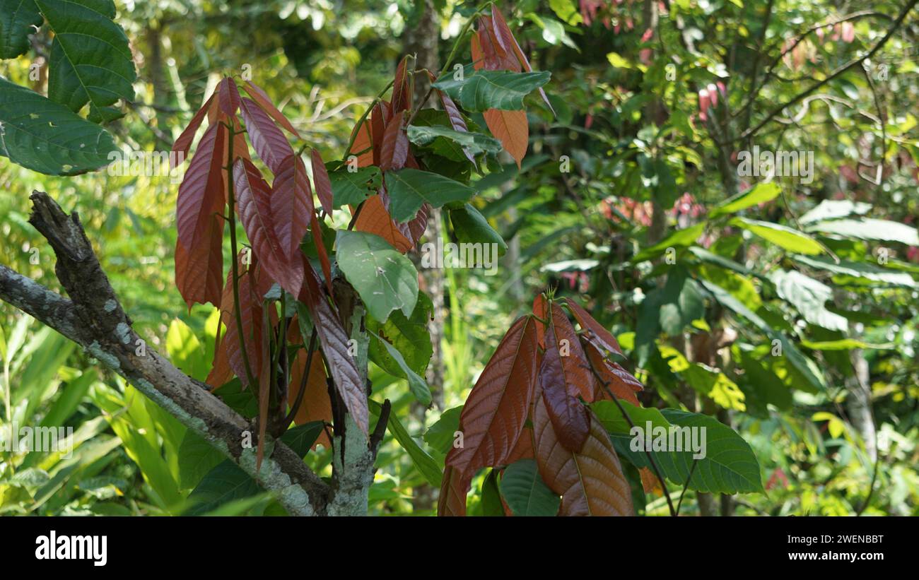 Cacao leaves (Theobroma cacao, cocoa, coklat). Its seeds, cocoa beans ...