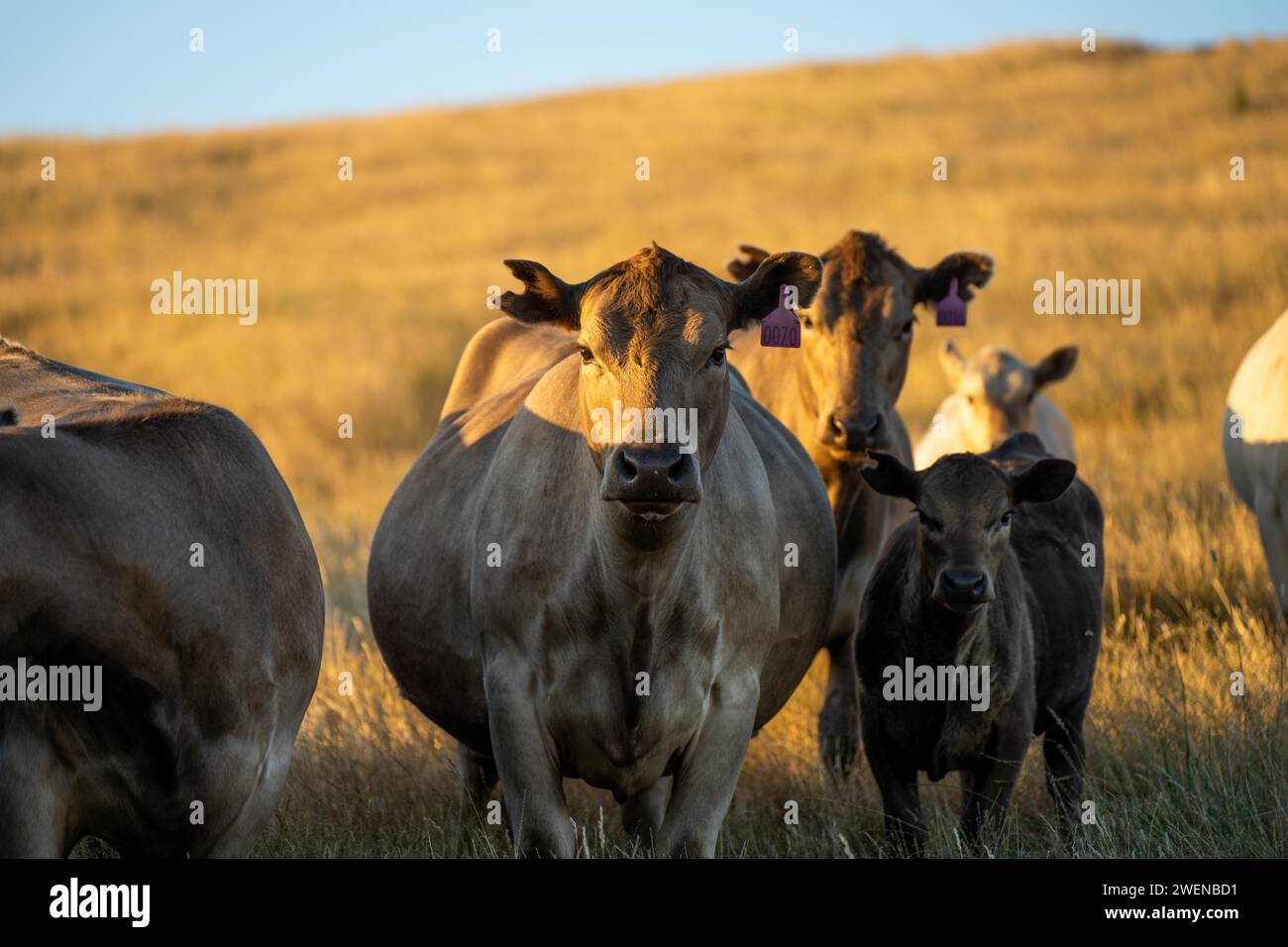 stud wagyu cows and bull in a sustainable agriculture field in summer ...