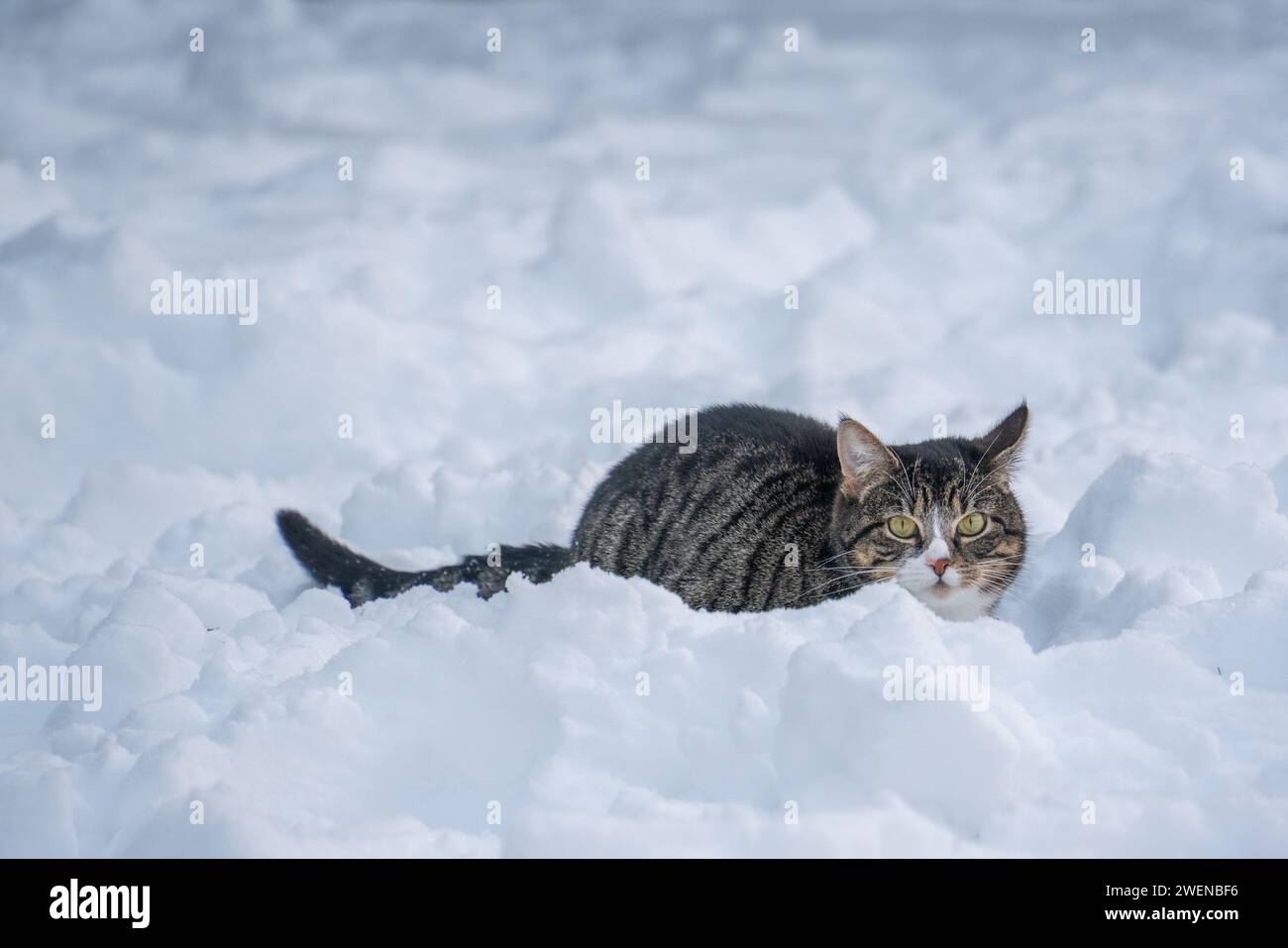 Im schnee hi-res stock photography and images - Alamy