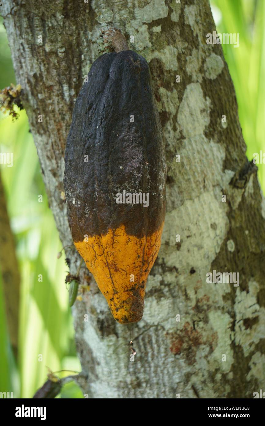 Cacao fruits (Theobroma cacao, cocoa, coklat). Its seeds, cocoa beans ...