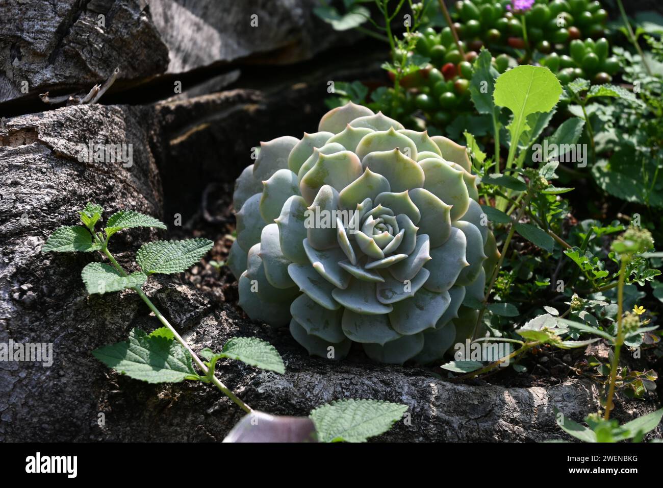 Stone lotus hi-res stock photography and images - Alamy