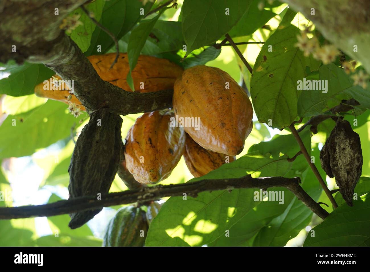 Cacao fruits (Theobroma cacao, cocoa, coklat). Its seeds, cocoa beans, are used to make ...