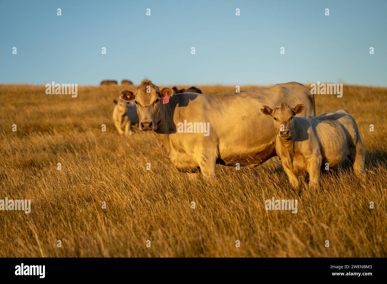 Australian beef cattle breed cow hi-res stock photography and images ...