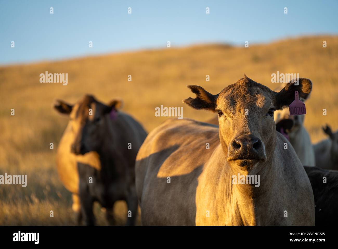stud wagyu cows and bull in a sustainable agriculture field in summer ...