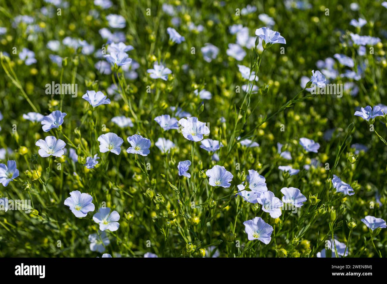 Blauer lein hi-res stock photography and images - Alamy