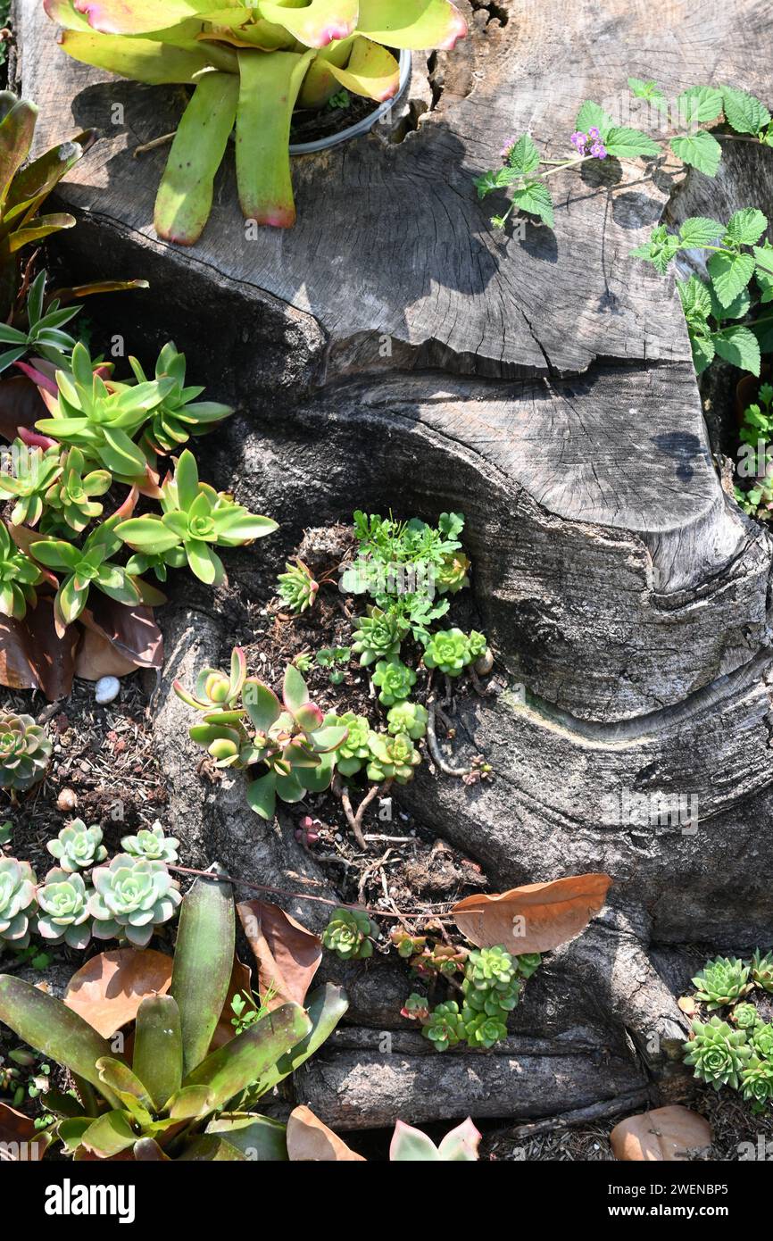 Otherplants hi-res stock photography and images - Alamy