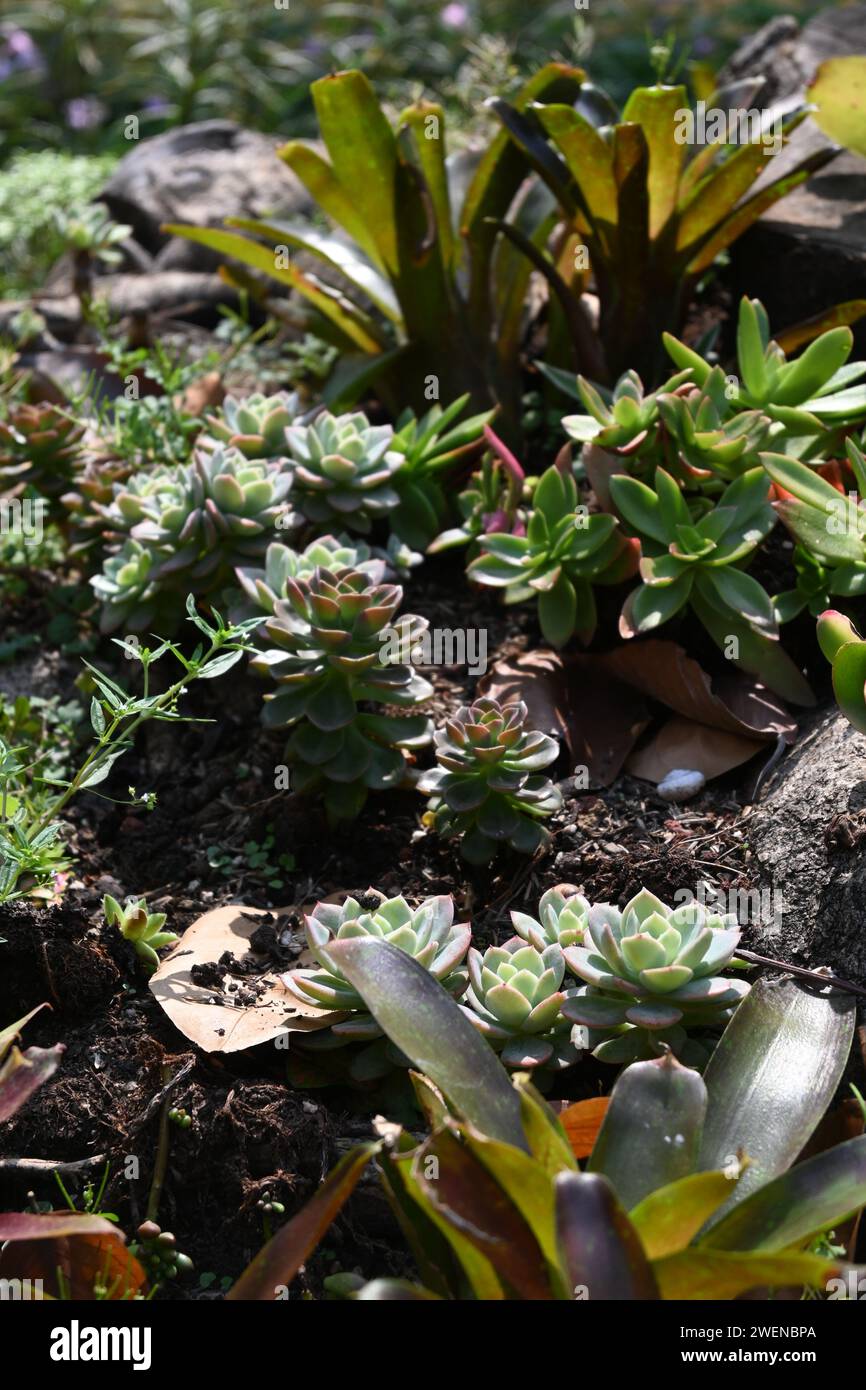 Order lotus flowers hi-res stock photography and images - Alamy