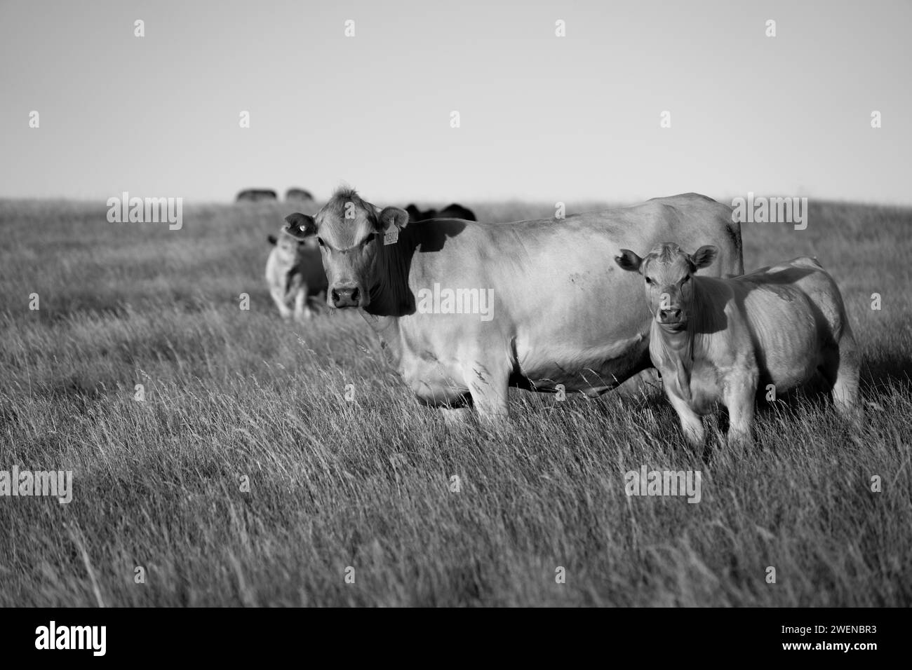 beautiful cows on a farm, beef cattle production in a hot summer, Stud ...