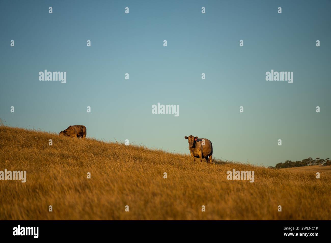 Australian beef cattle breed cow hi-res stock photography and images ...
