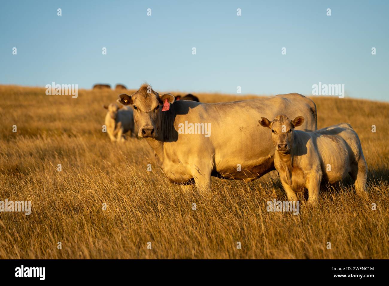 Grazing cattle r hi-res stock photography and images - Alamy