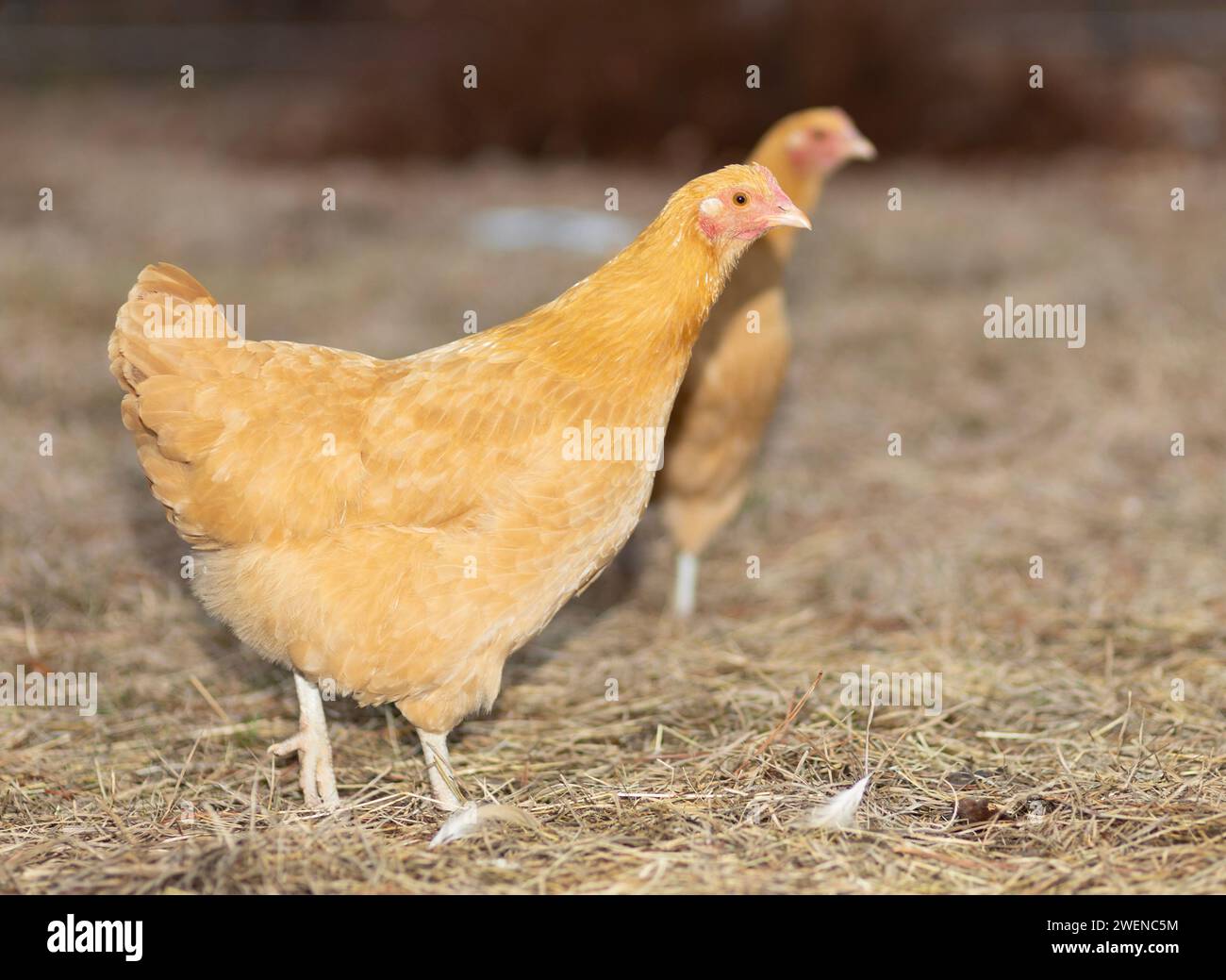 Uncaged young buff Orpington chicken hen that is not kept in a cage ...