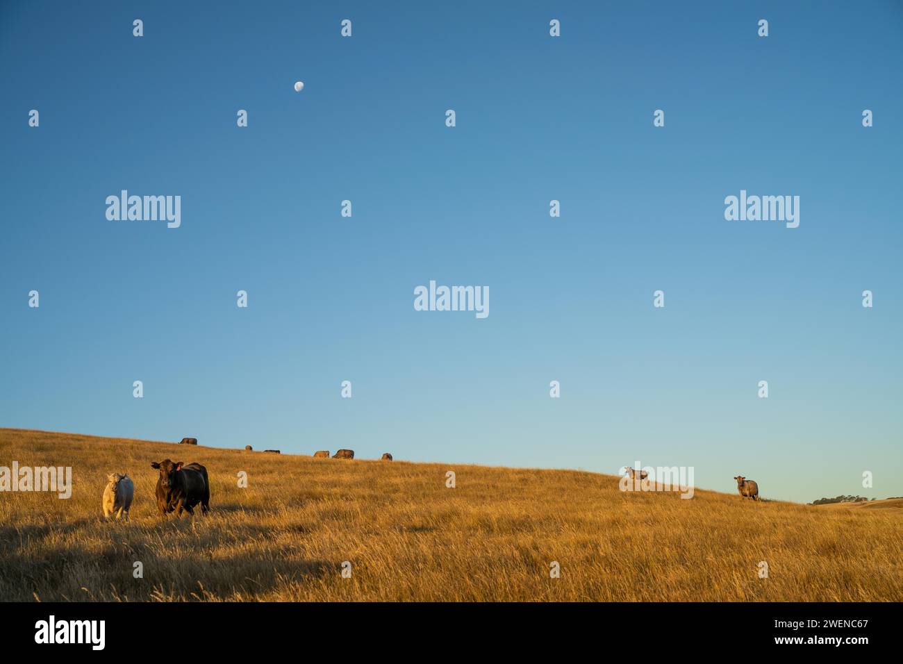 Regenerative Stud Angus, wagyu, Murray grey, Dairy and beef Cows and ...